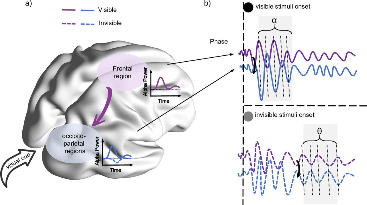 Visual awareness study unlocks interplay between attention and ...