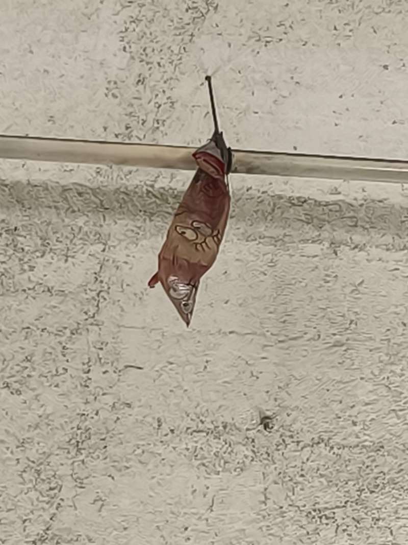 Il mistero virale sulla banchina della Metro B: è davvero un prosciutto ...