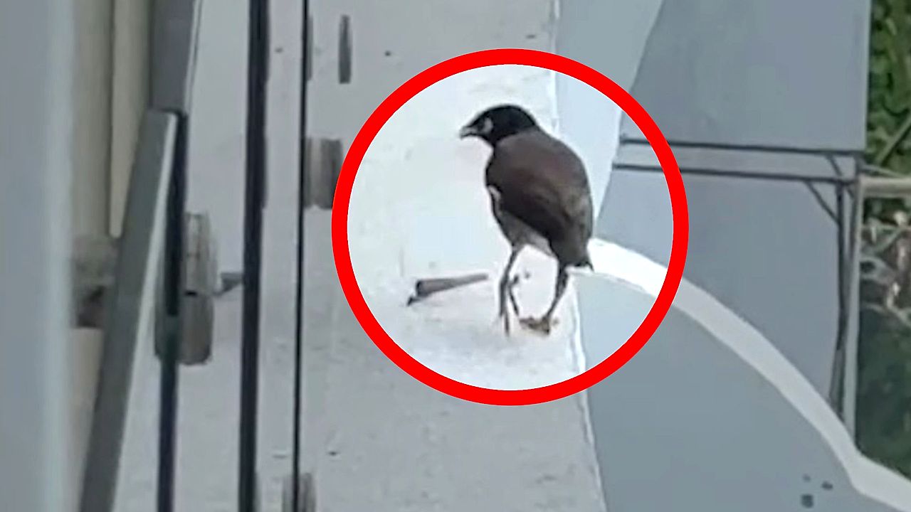 Thug life: Bird steals bag with j***t