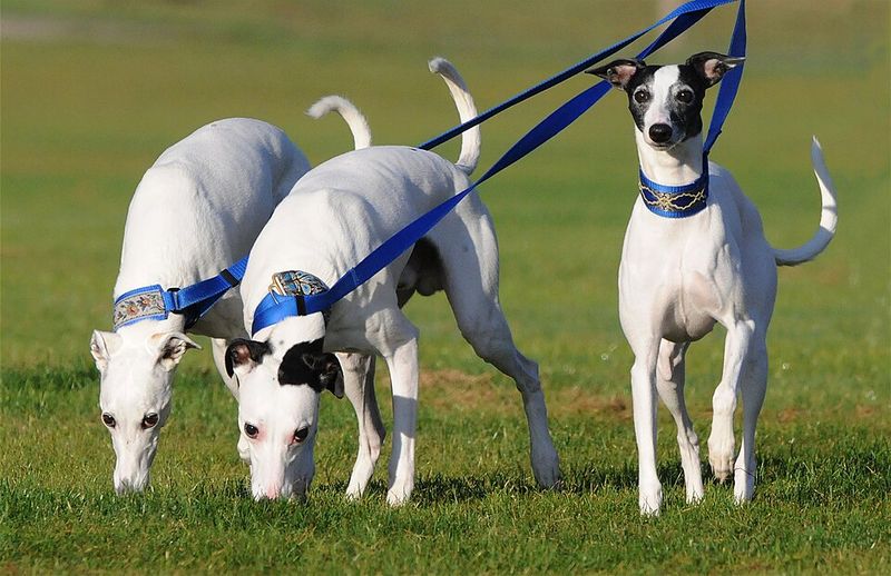 12 dog breeds that need decompression walks more than playdates