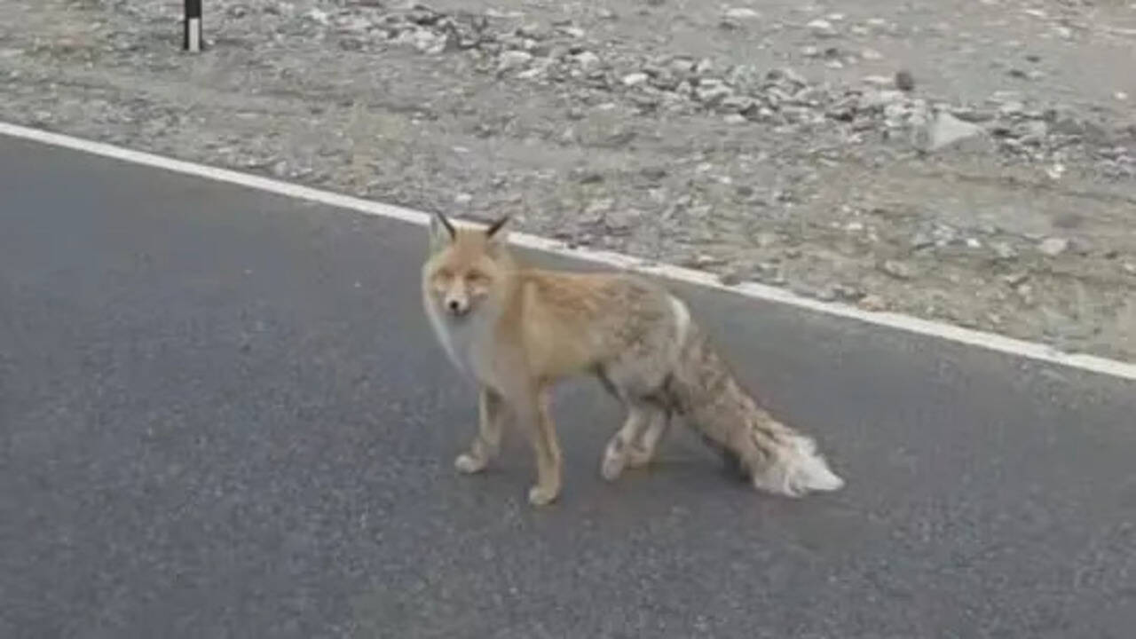 Injured red fox roams roadside near Pangong Tso, internet reacts ...