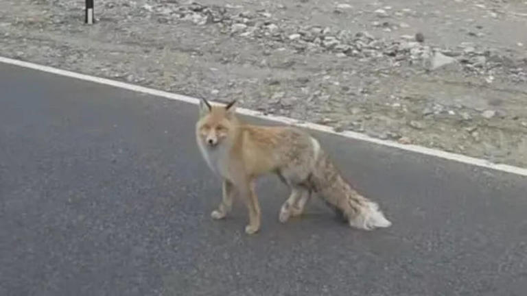 Injured red fox roams roadside near Pangong Tso, internet reacts ...