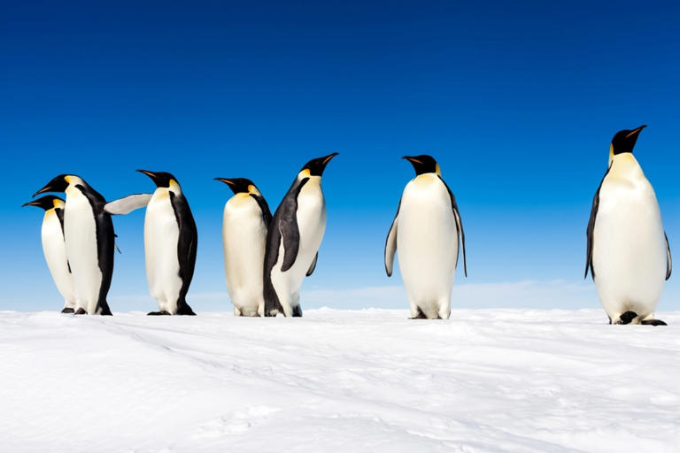Penguins in Antarctica come to say 'hello' to researchers in cute clip