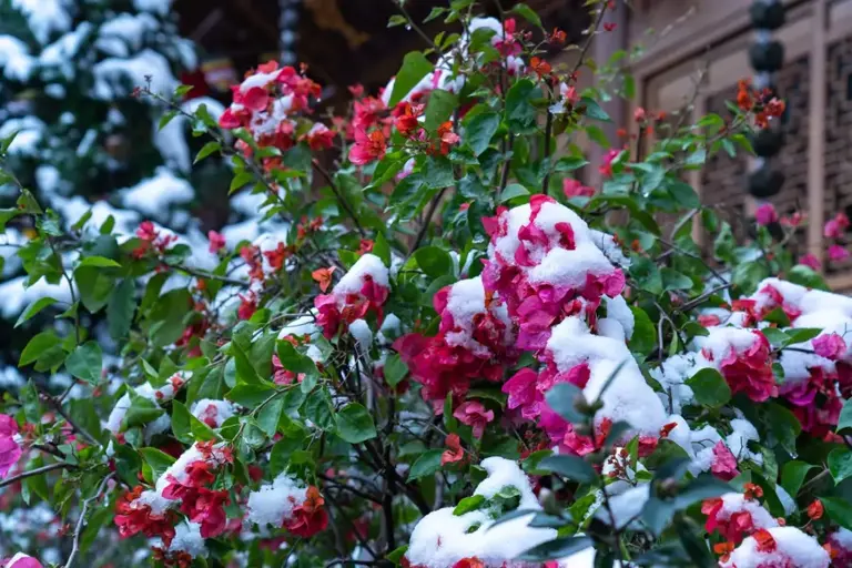 Camelia sasanqua, la enigmática y bonita camelia de Navidad que lo ...