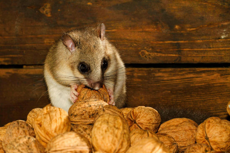 Gesundheit: Woher der Winterspeck kommt