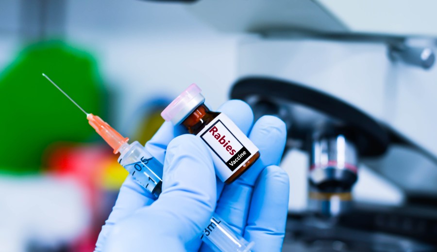 IDPH: Dog tests positive for rabies after biting person; first Illinois ...