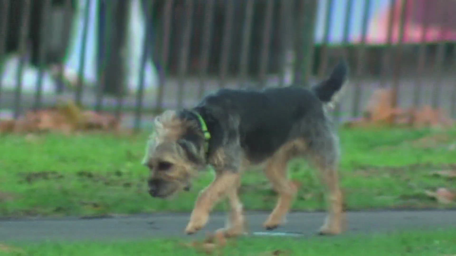 Study: Dogs can show signs of autism