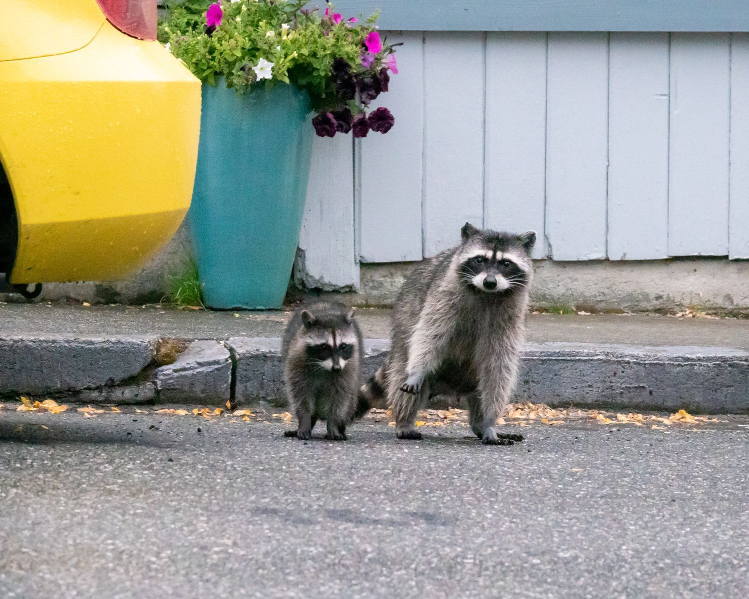 25 pictures of wild animals roaming empty streets