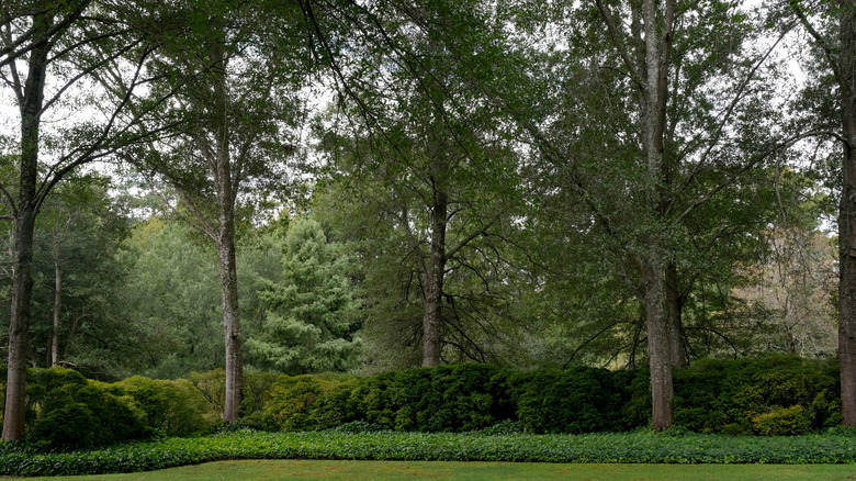 A fast-growing tree may transform your yard, but it carries downsides