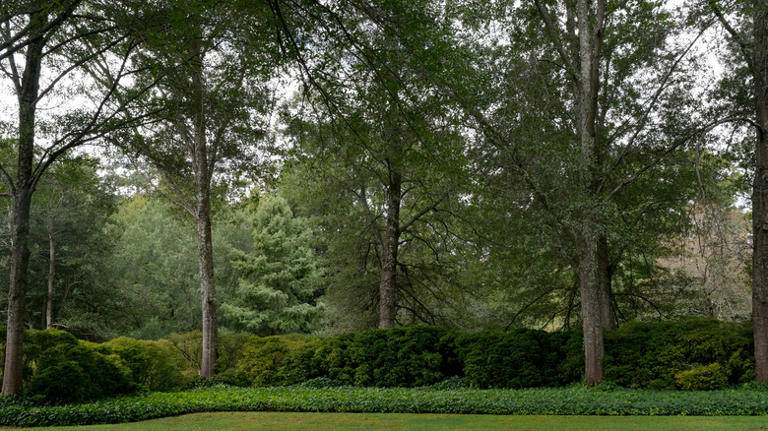 A fast-growing tree may transform your yard, but it carries downsides