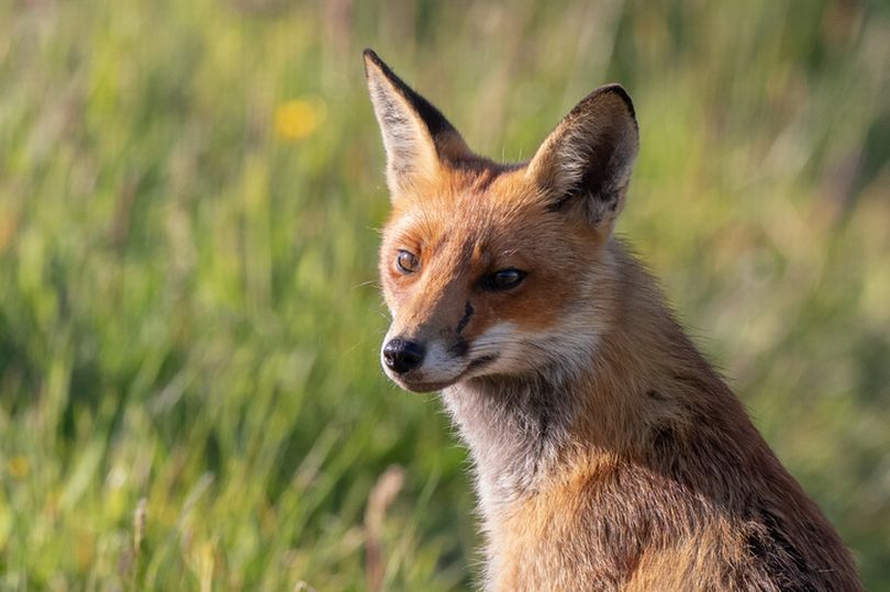 We asked Cork TDs why they voted against the fox hunting ban - only one ...
