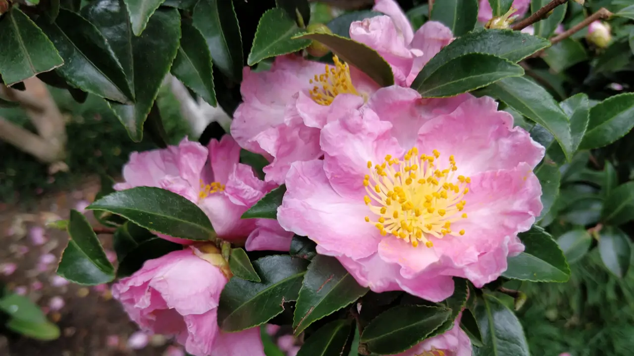 Camelia sasanqua, la enigmática y bonita camelia de Navidad que lo ...