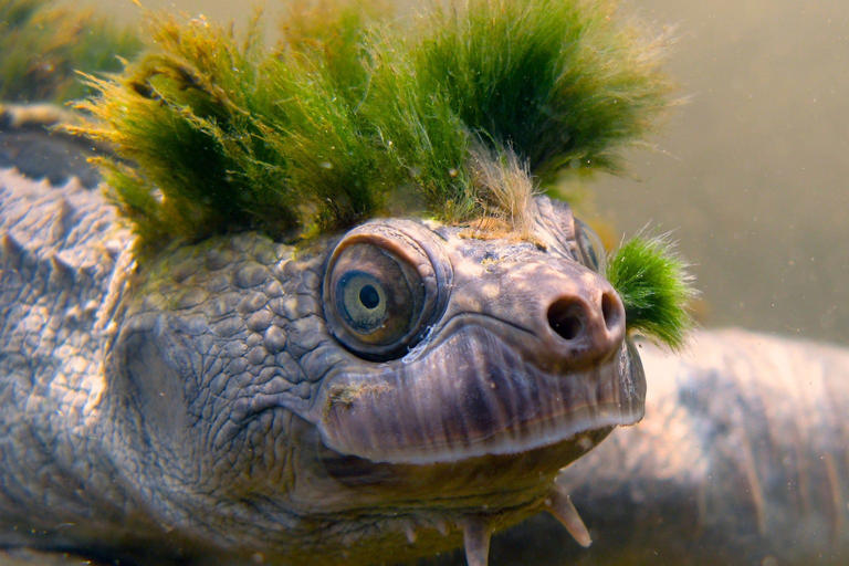 Tropical forests in Australia are emitting more carbon than they ...