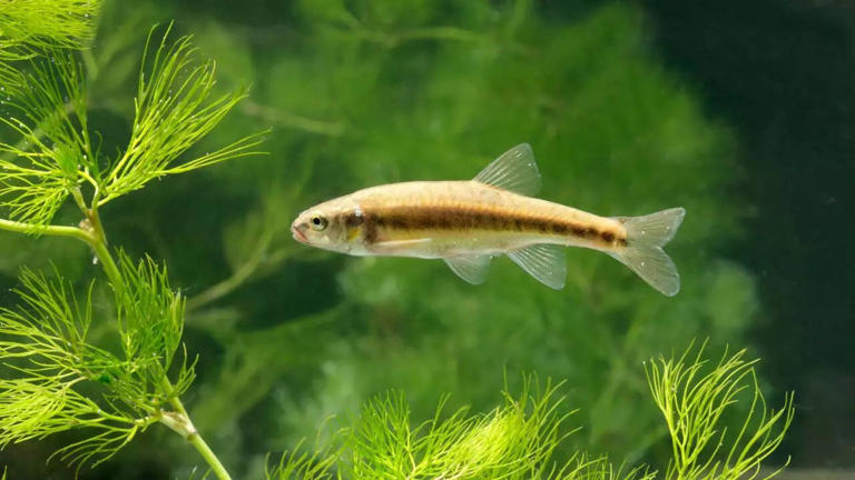 10 beginner freshwater aquarium fish that are easy to care for and ...