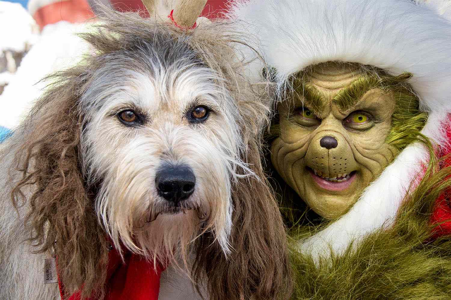 How the Grinch's dog Max is selected at Universal Studios will make ...