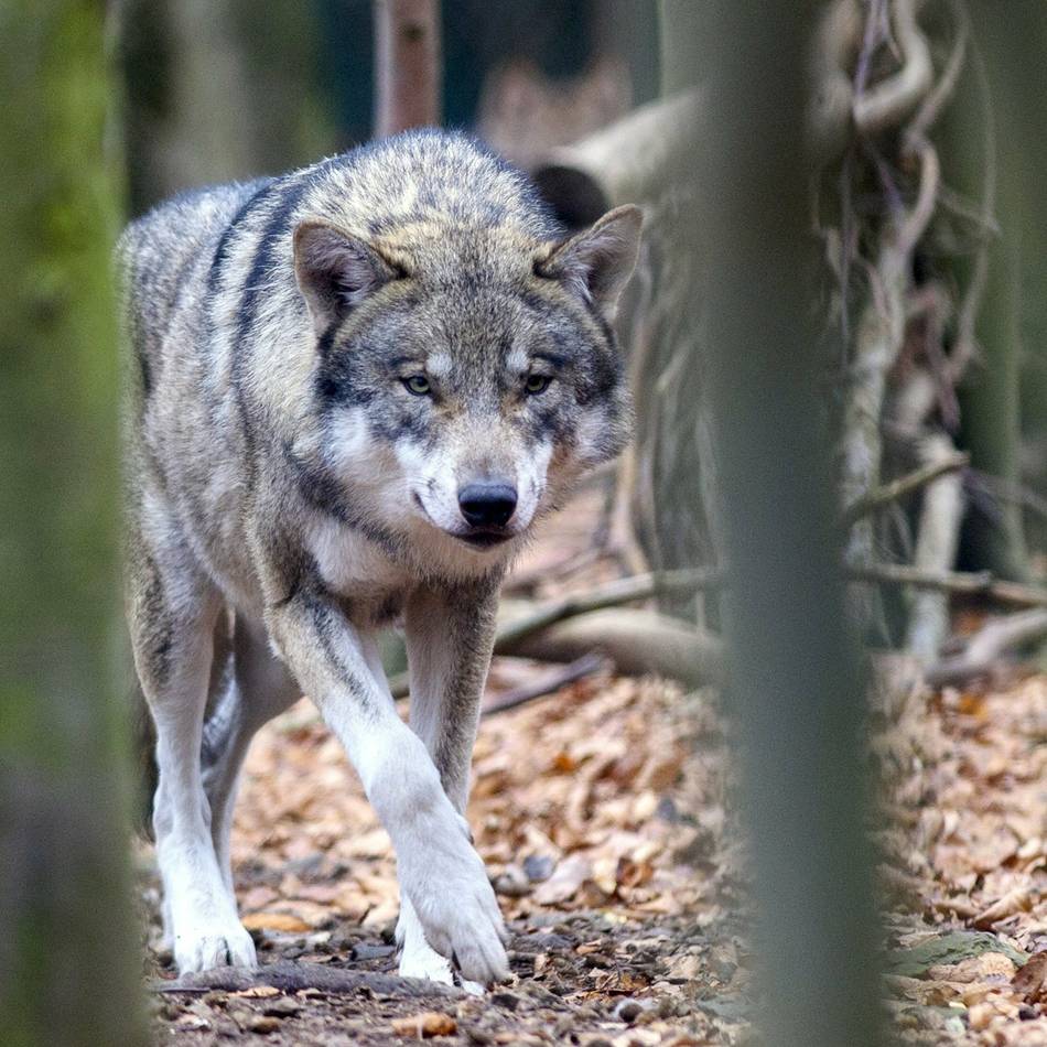Nach Attacke auf Joggerin – Wolf Hubertus darf vorerst nicht getötet werden