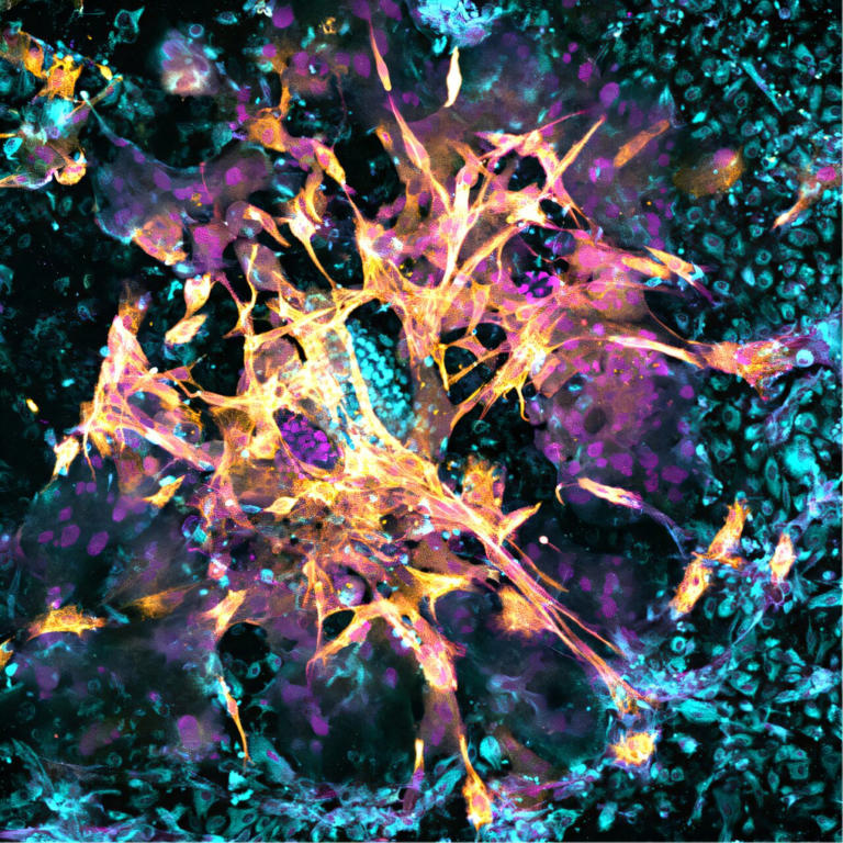 System replicates womb lining to 'listen in' to embryo-mother ...