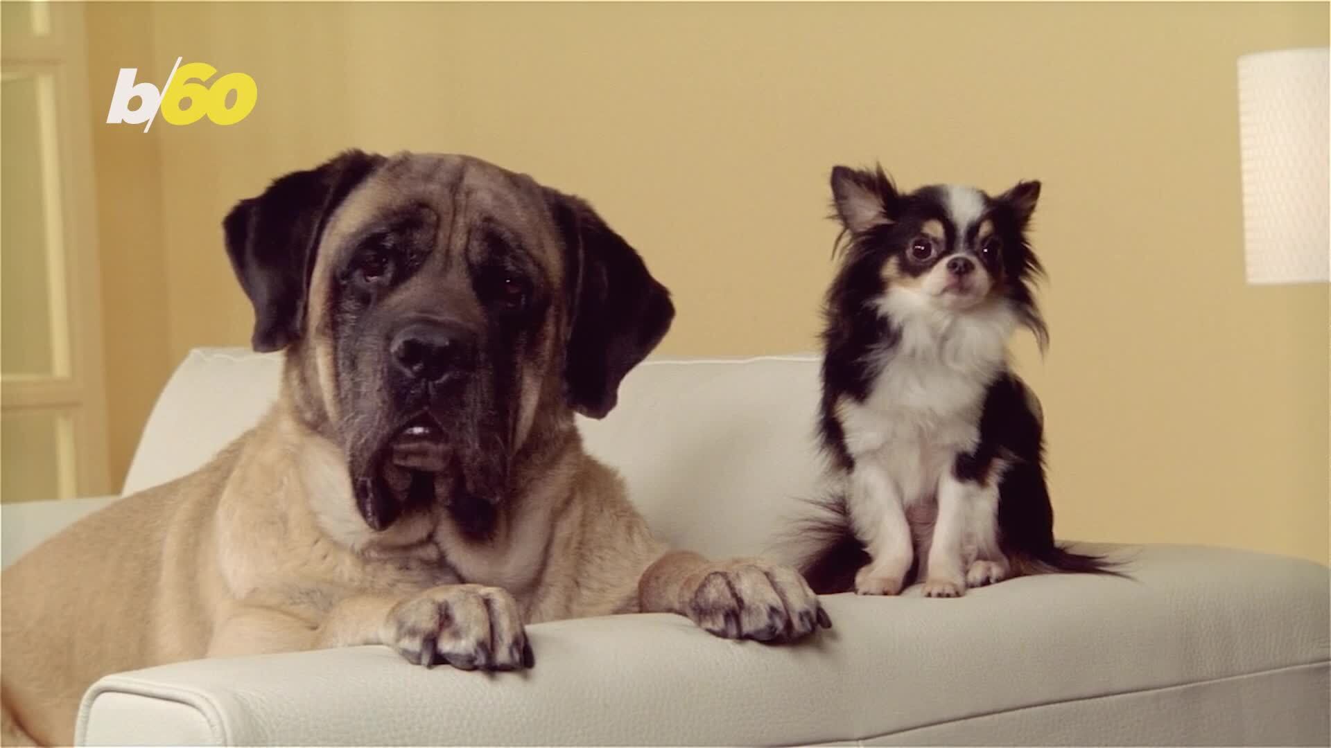 Think a wagging tail means a happy dog? Not always — here’s what it ...