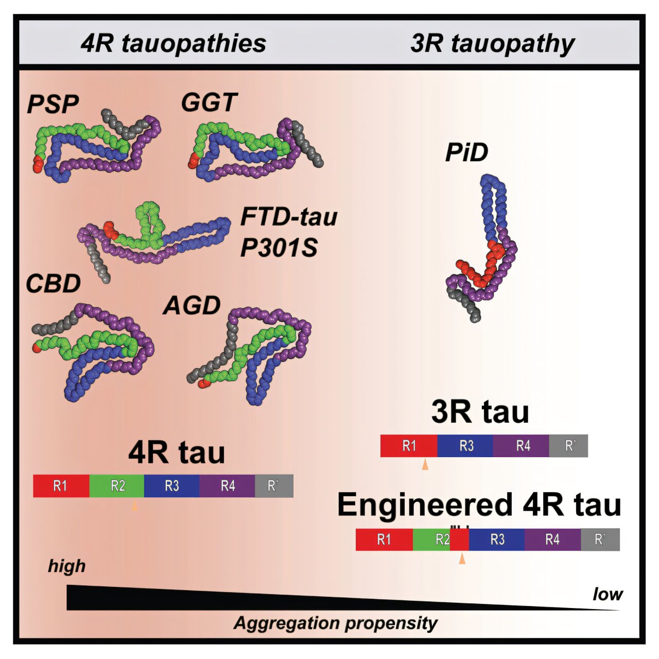 Modified tau thwarts aggregation in neurodegenerative disease—while ...