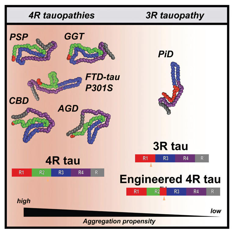 Modified tau thwarts aggregation in neurodegenerative disease—while ...