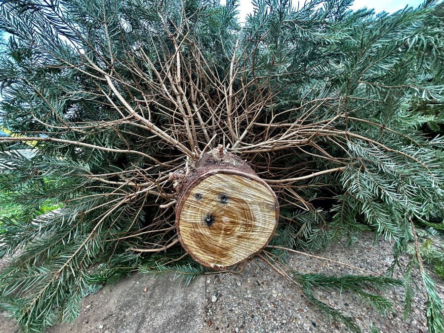 Want to recycle your Christmas tree? The city of Austin makes it easy ...