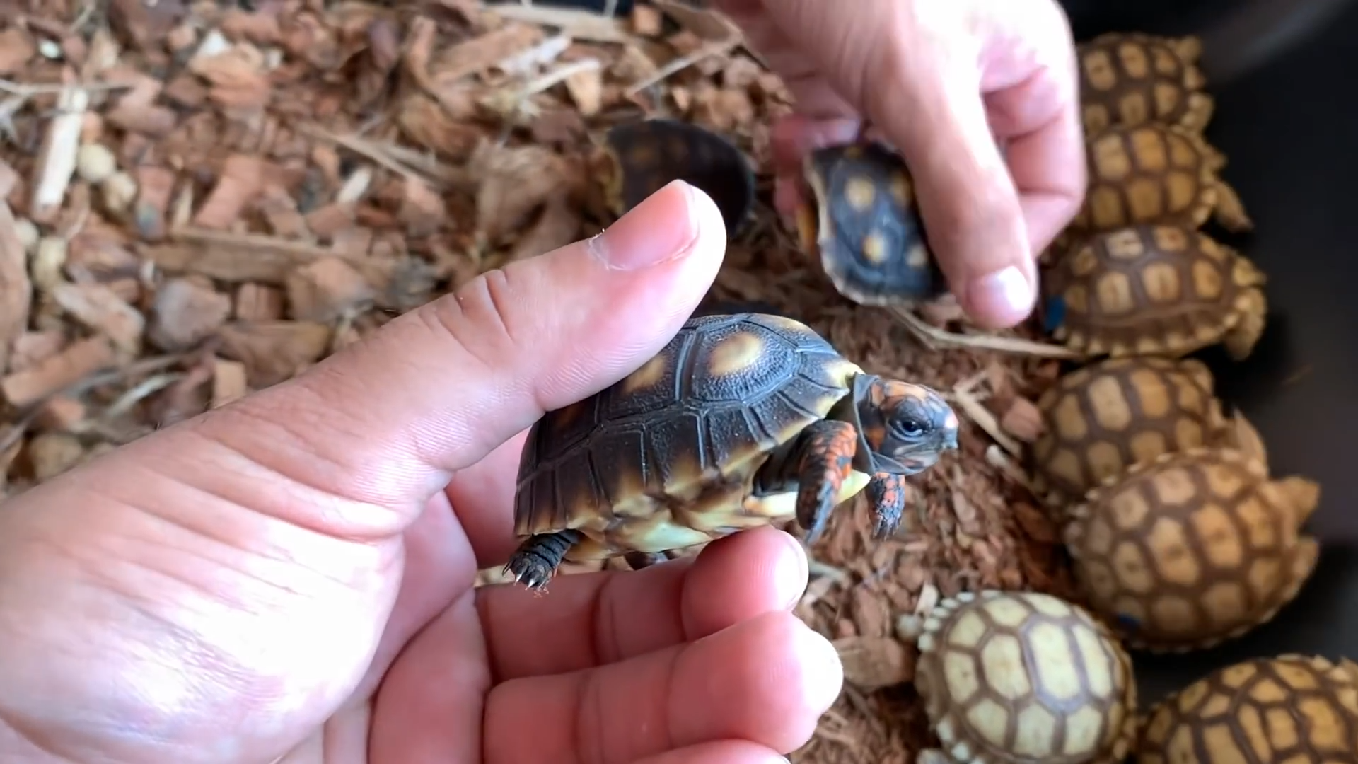 Tiny red tortoises breaking out of their eggs