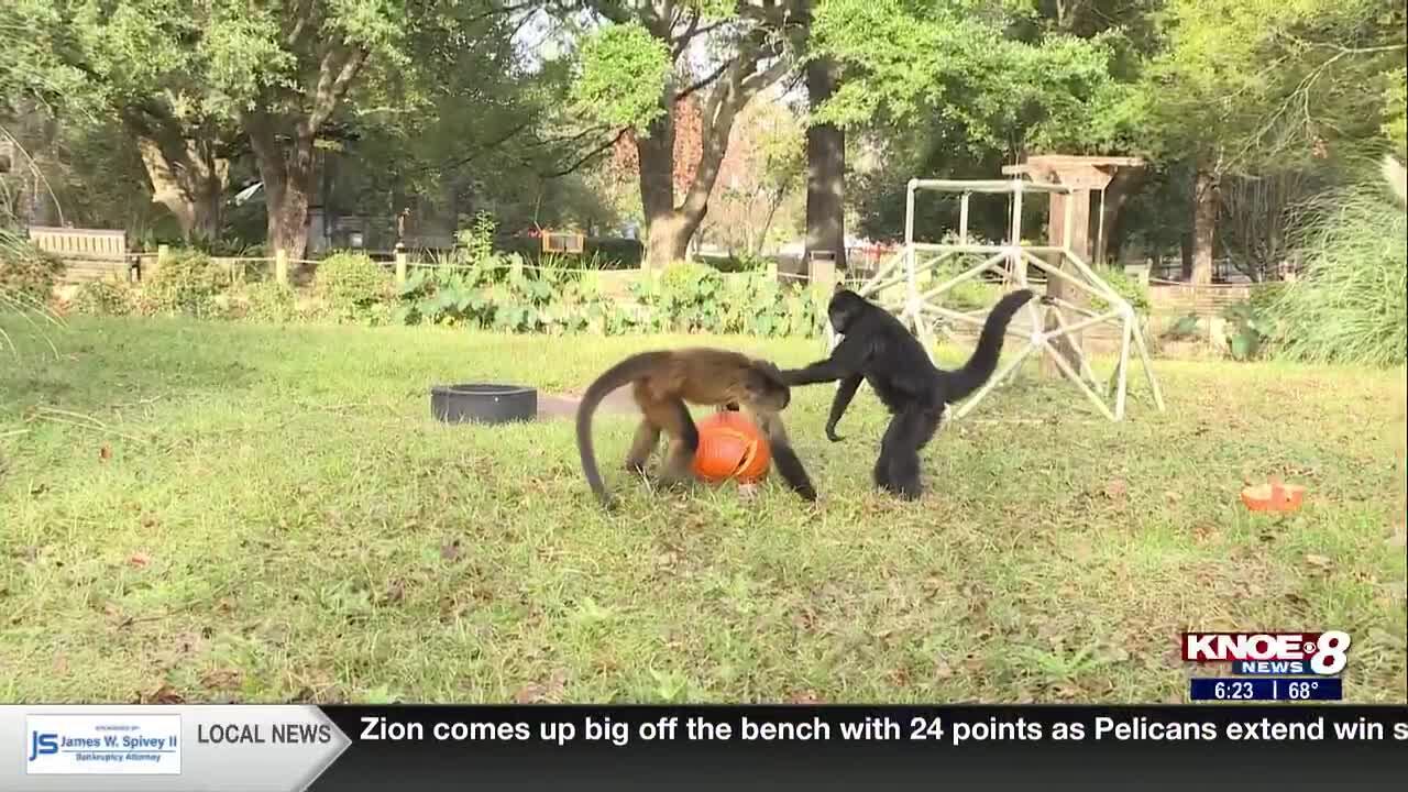 Zoo buddy: Spider monkeys!