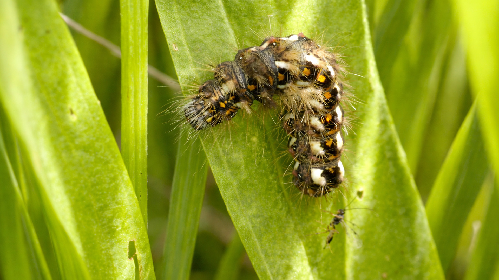 Hidden world on a blade of grass