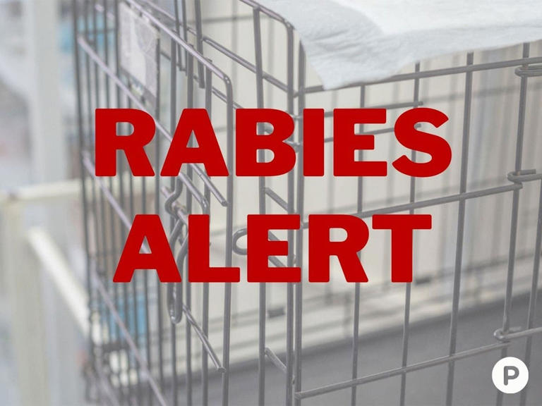 Dog tests positive for rabies in 1st Cook County case in over 61 years