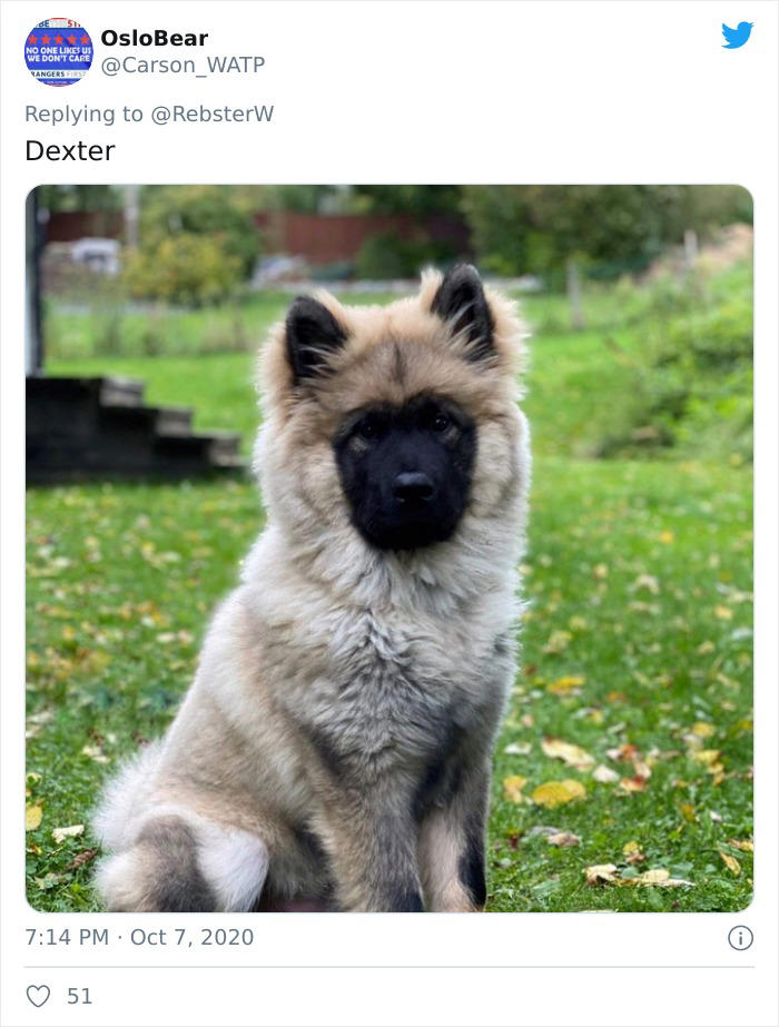 Woman on Twitter asks what people’s dogs’ dating profile pics would be ...