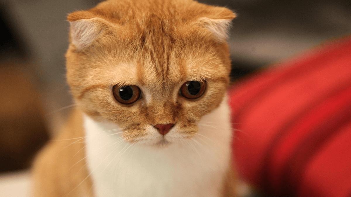 This is the easiest way to talk to your cat (and for it to understand ...