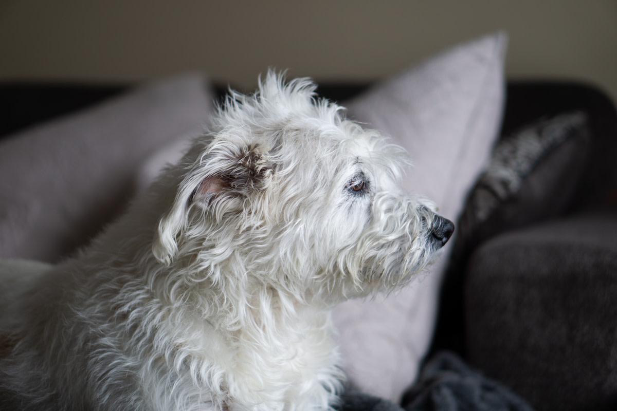 Famous foster mom adopts dog right before he passes and brings entire ...