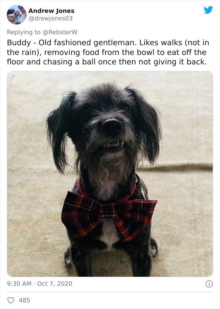 Woman on Twitter asks what people’s dogs’ dating profile pics would be ...