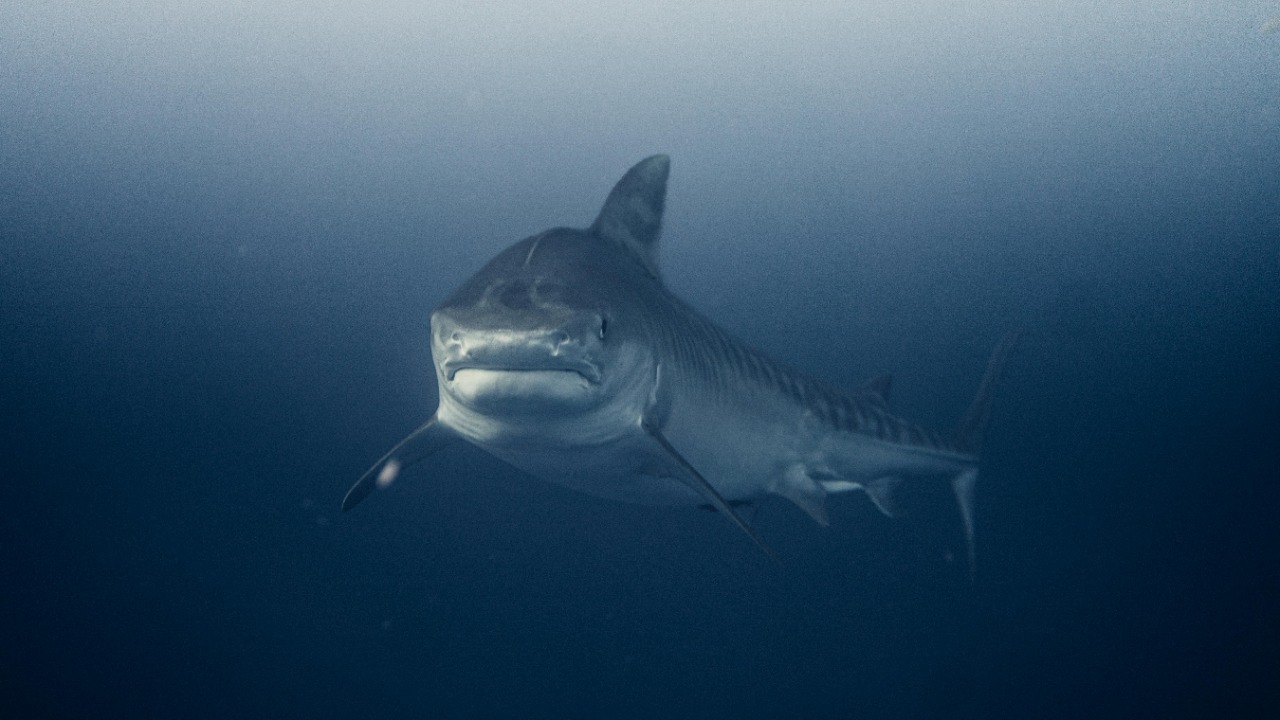 2 predators may have driven great whites out of their own waters