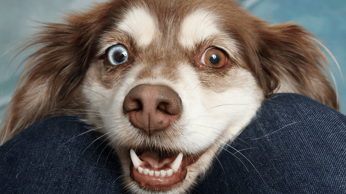12 comportamientos de los perros que muchos castigan pero en realidad ...