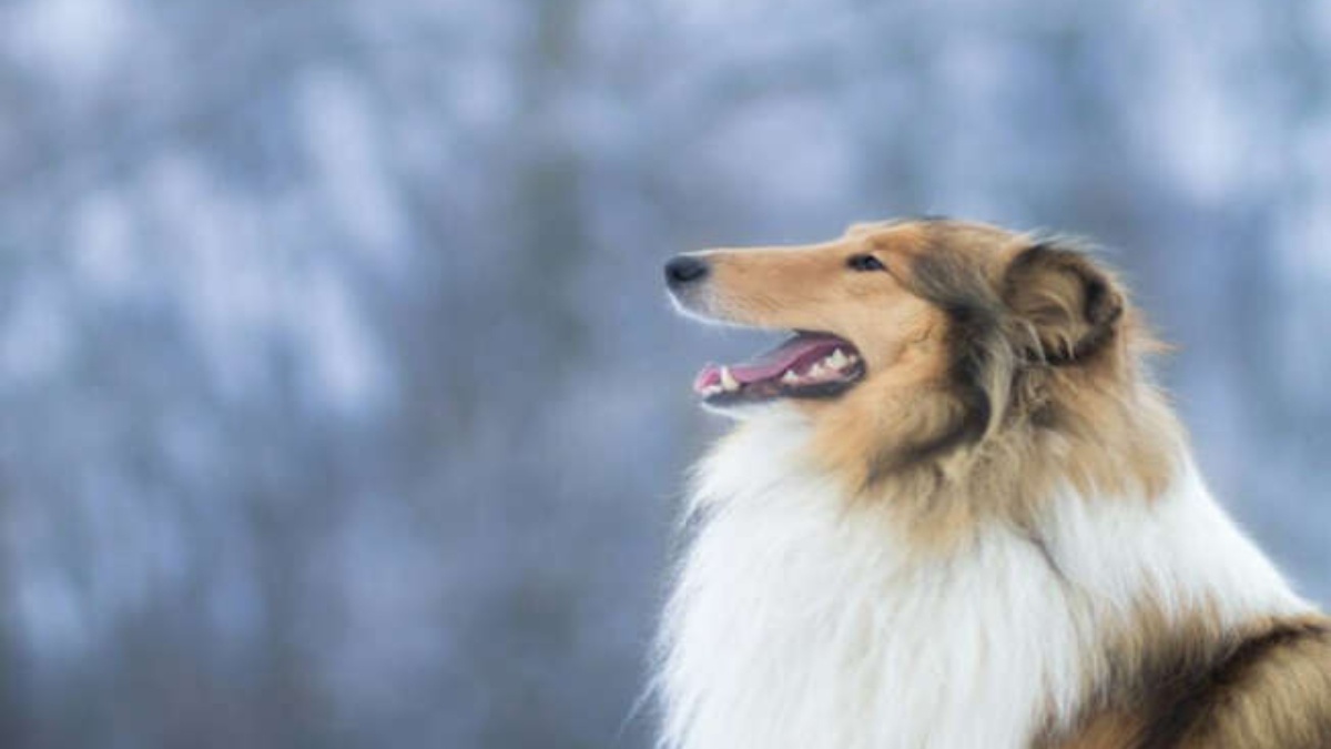 The 20 dog breeds that form eternal bonds with their families (they are ...