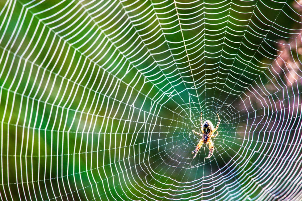 How spiders build perfect webs with math-like precision