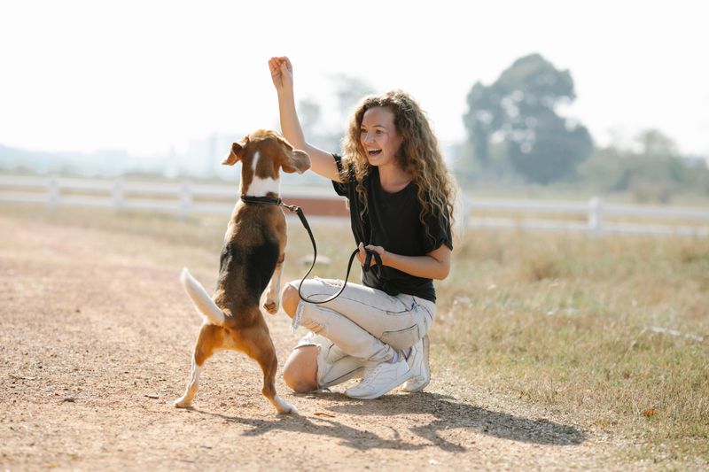 9 tips for walking more than two dogs at the same time