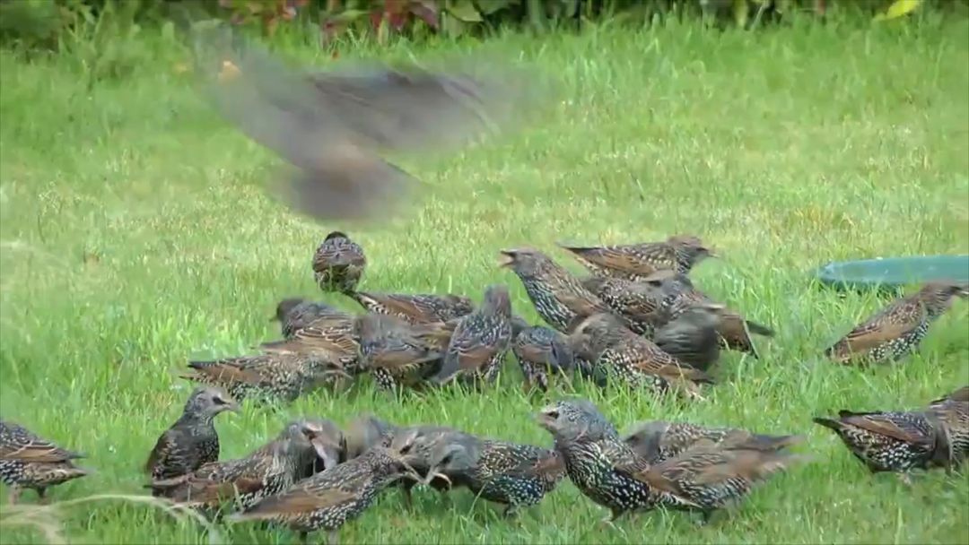 10 invasive species causing disastrous consequences