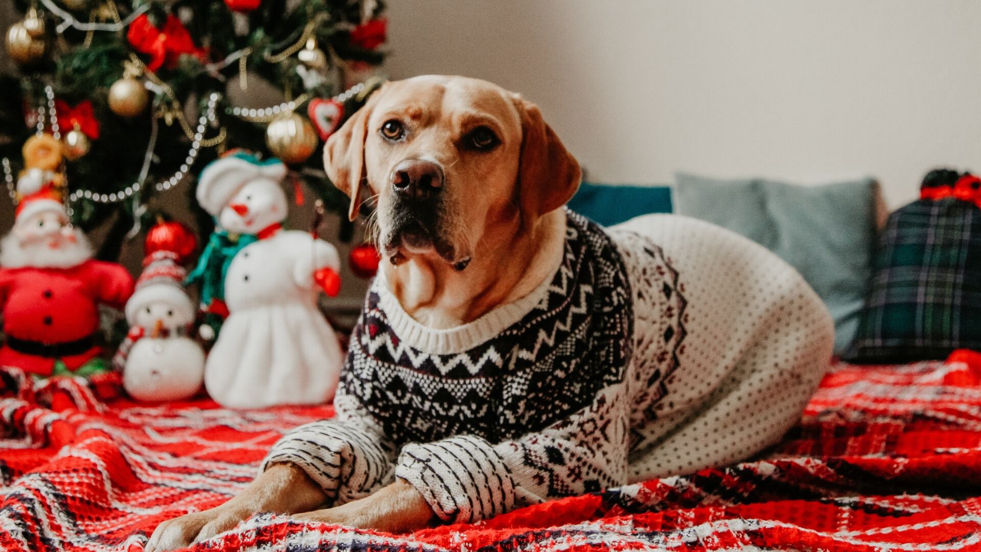 Don’t poison your pet: Holiday foods toxic to feed dogs