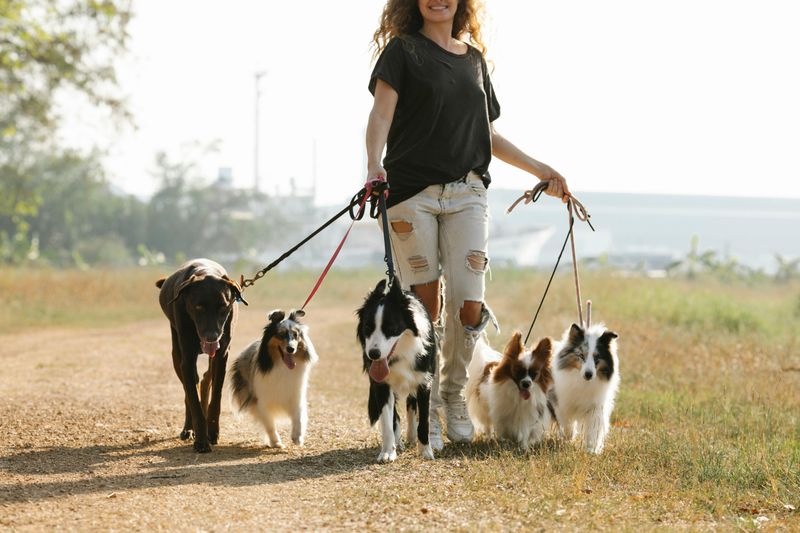 9 tips for walking more than two dogs at the same time