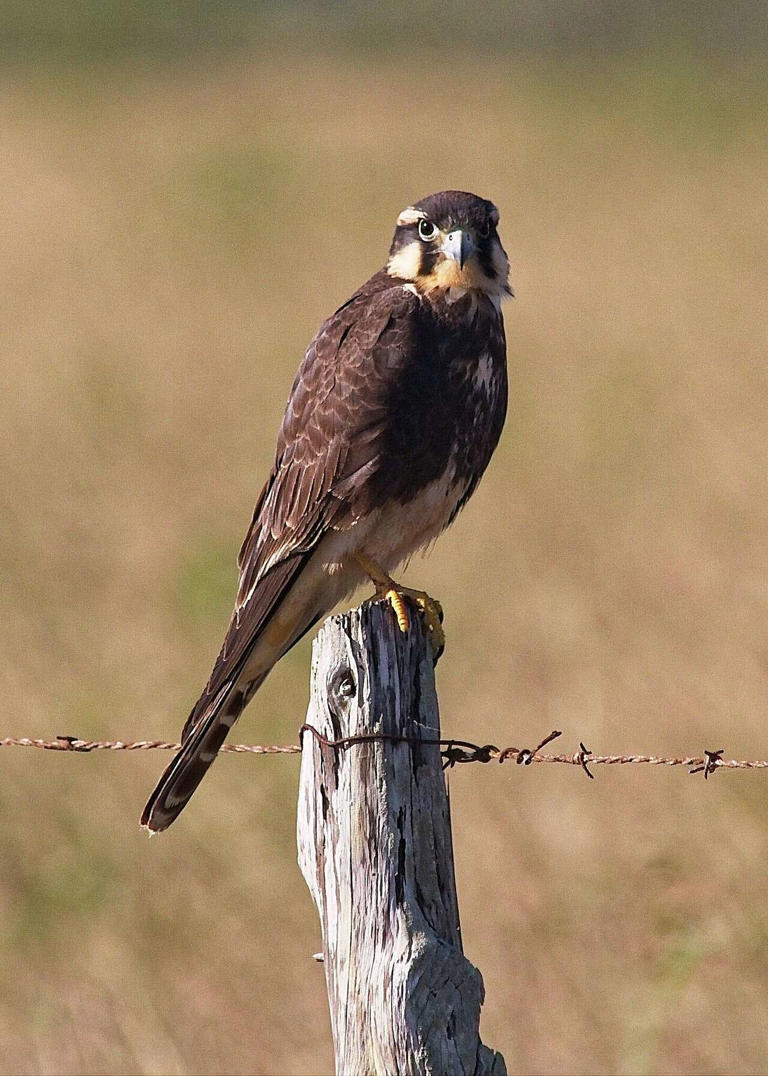 Trump administration may hand over Texas wildlife refuge land to SpaceX