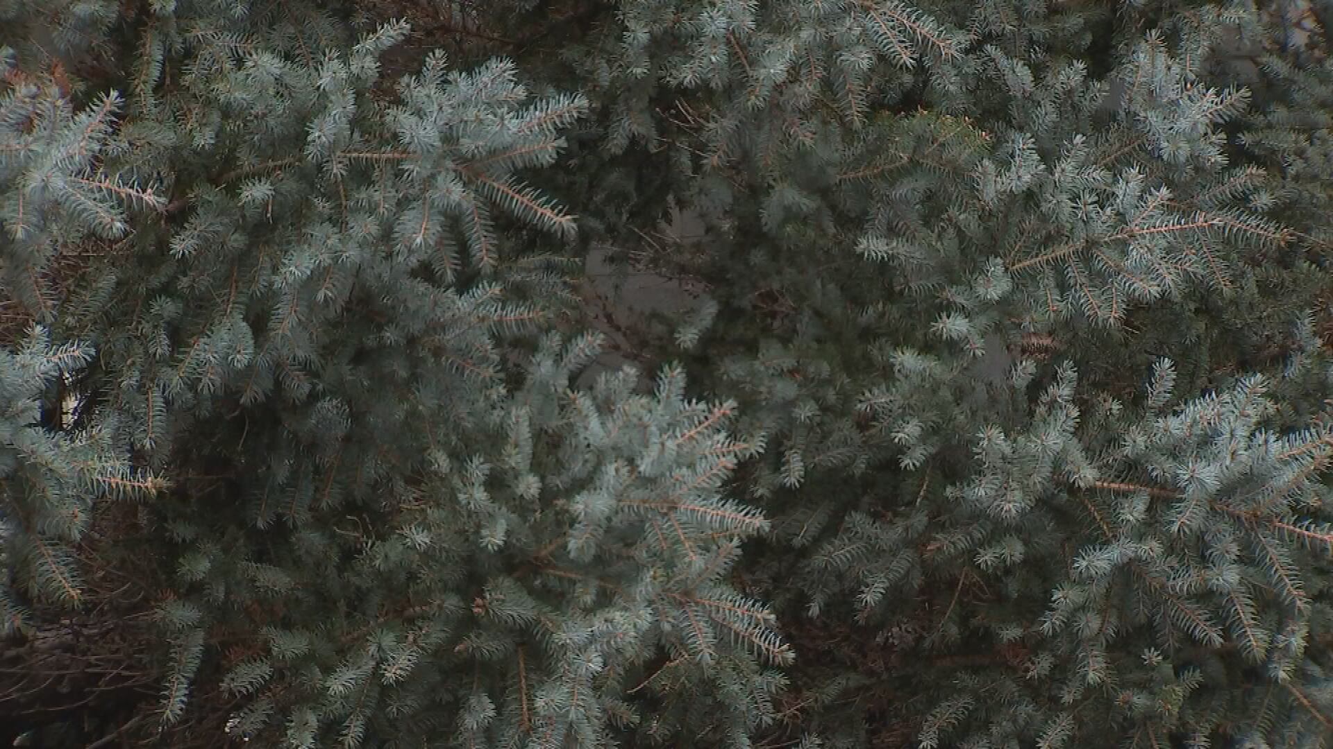 Allegheny County launches annual Christmas tree recycling program