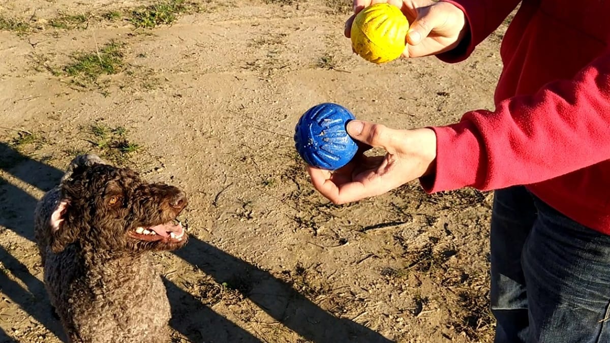 Cómo enseñar a un perro a traer la pelota paso a paso