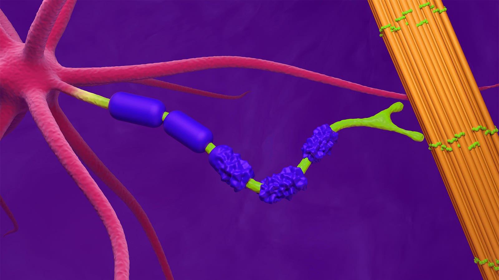Long-term tofersen use may slow ALS progression, 3-year data suggest
