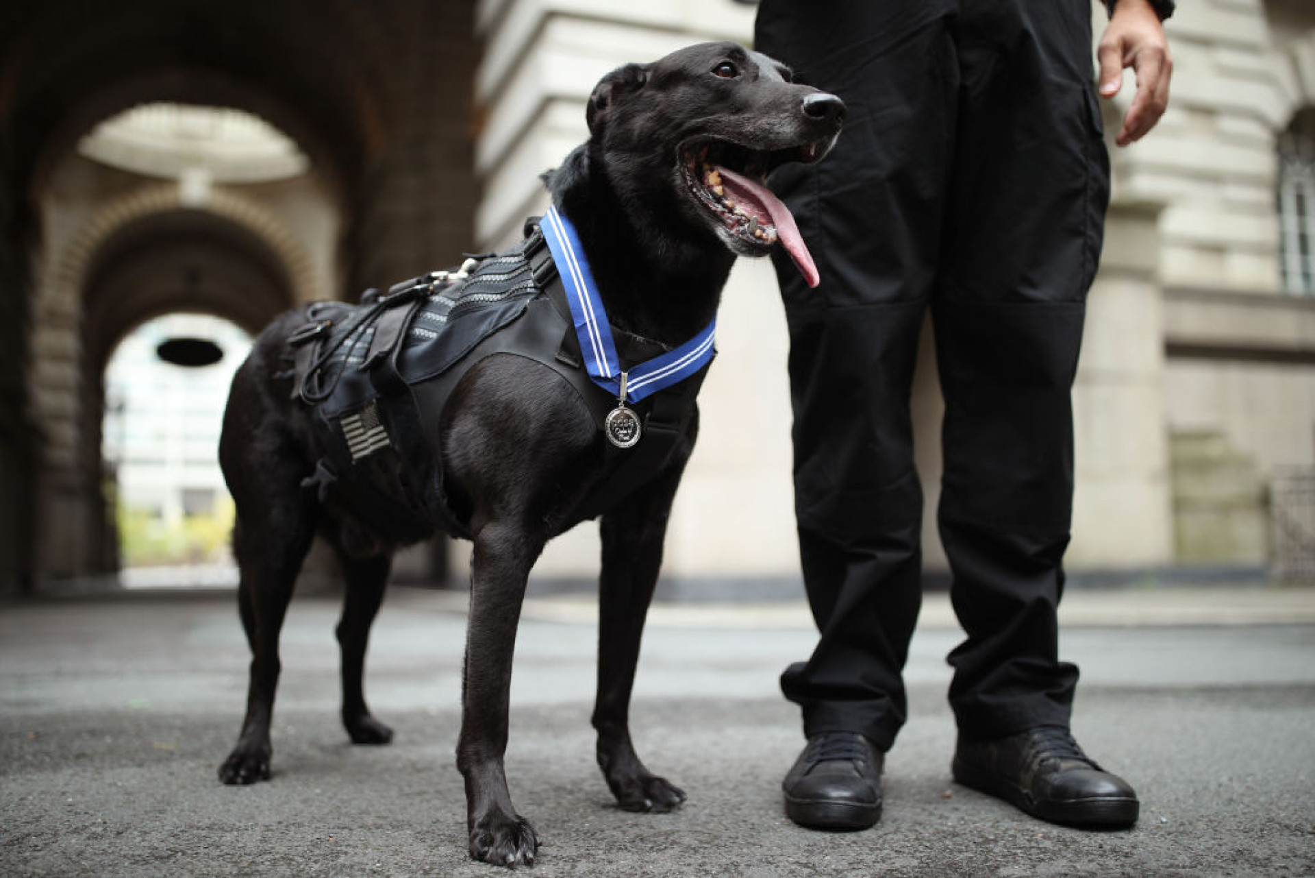 How different are these black dog breeds?