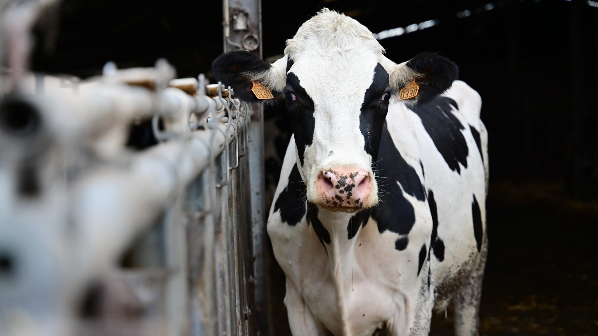 Wisconsin becomes 18th state to detect avian flu in dairy cattle