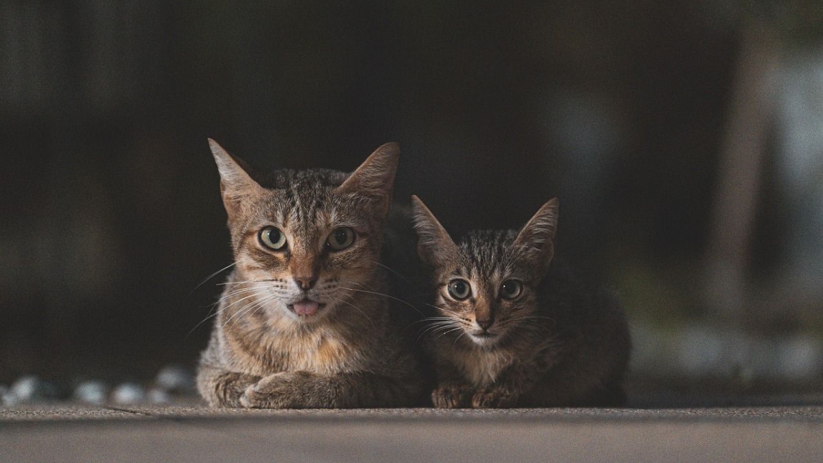When your cat is sad, these 9 behaviors are usually the clues