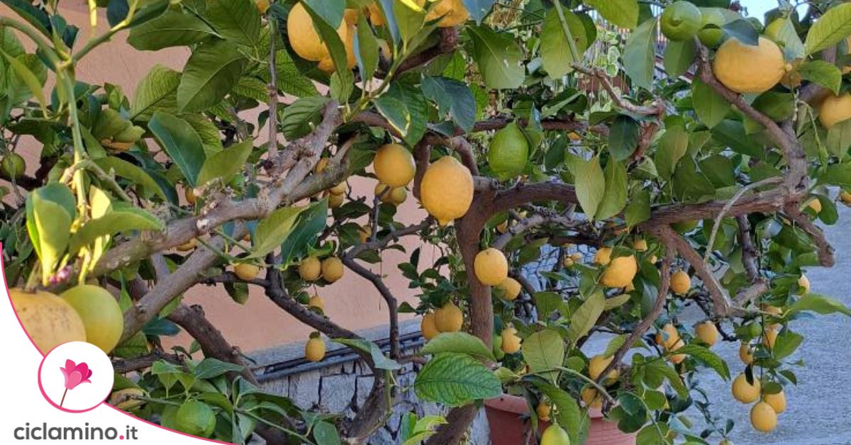 Come far fiorire il limone in vaso e finalmente avere una valanga di frutti