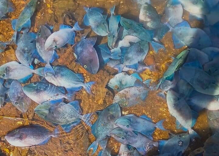 As Cyclone Ditwah battered land, Sri Lanka’s oceans absorbed a silent shock